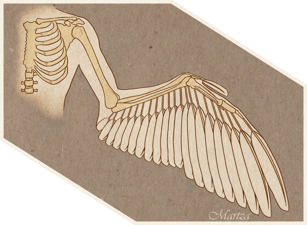 Clan of Black Swans: Bone Anatomy - Harpy wing