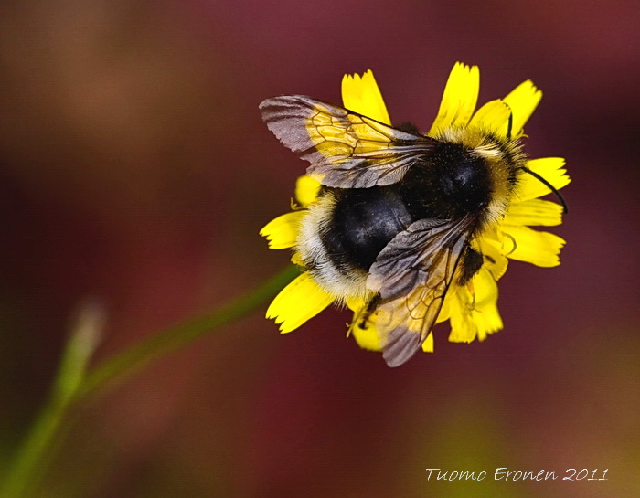 Tuomo's Bird Pics - Finland Wildlife Photography: Hyönteistutkielmia ...