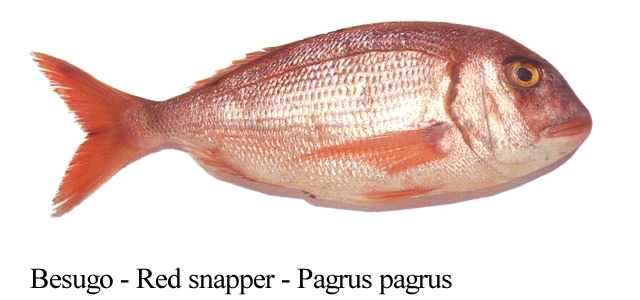 DE PASEO POR SAN ANDRES, PROVIDENCIA Y STA. CATALINA: GASTRONOMIA