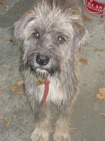 Adoptándonos: Chester, hermoso perro barbincho en adopción