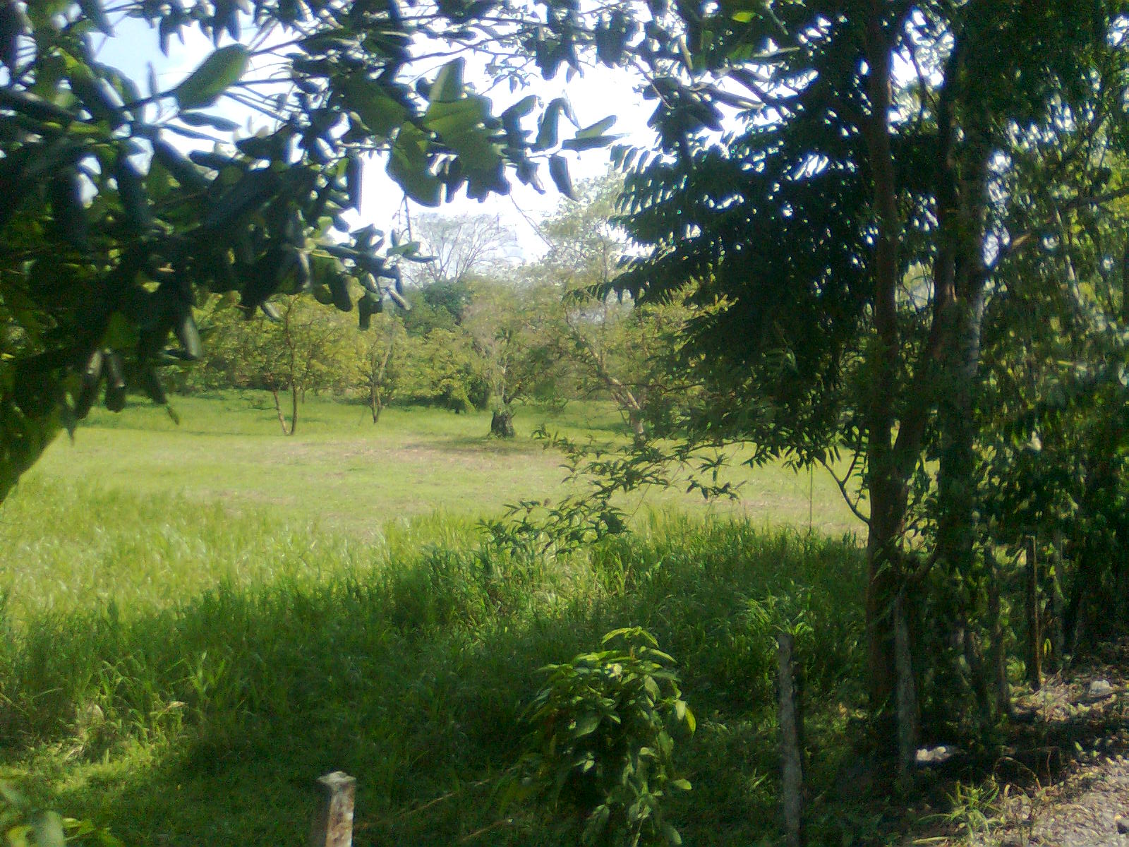 Crtrenes: Tour en tren por la Zona Atlántica (Guapiles-Limón-Valle de ...