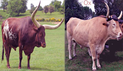 Domestic Animals Name Meaning & Image | Necessary Vocabulary ...