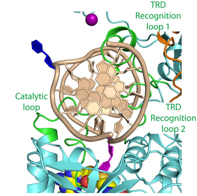 Structure-Based Mechanistic Insights into DNMT1-Mediated Maintenance ...