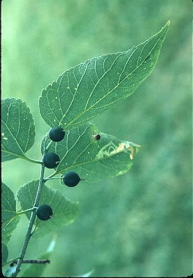 Fruit Seeds of Southern Michigan: Celtis occidentalis -- Northern Hackberry