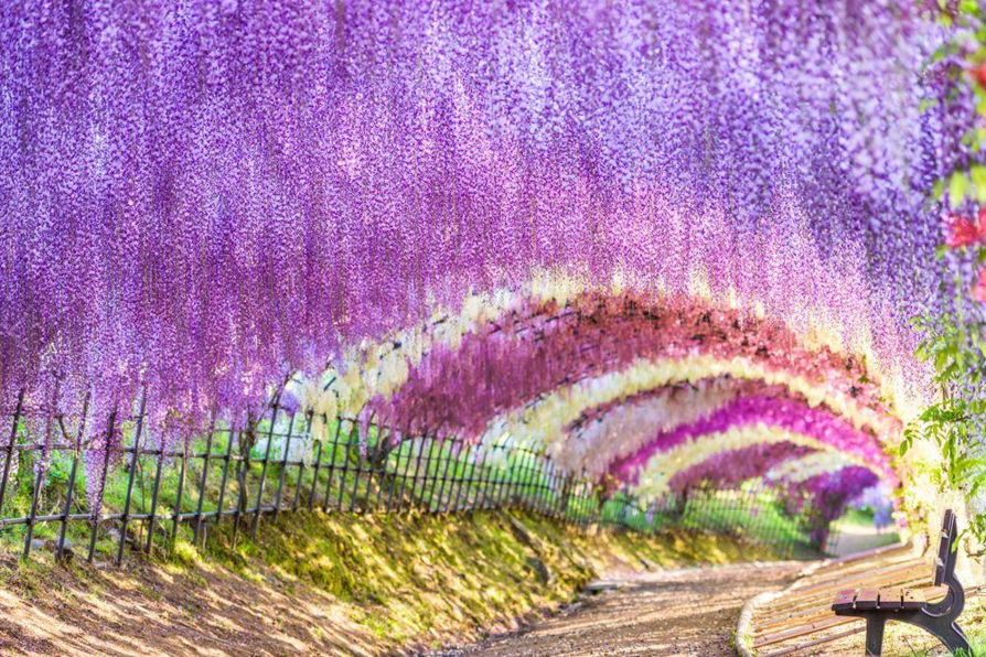 Tak sabar nak tengok Spring di Jepun Khamis Depan!