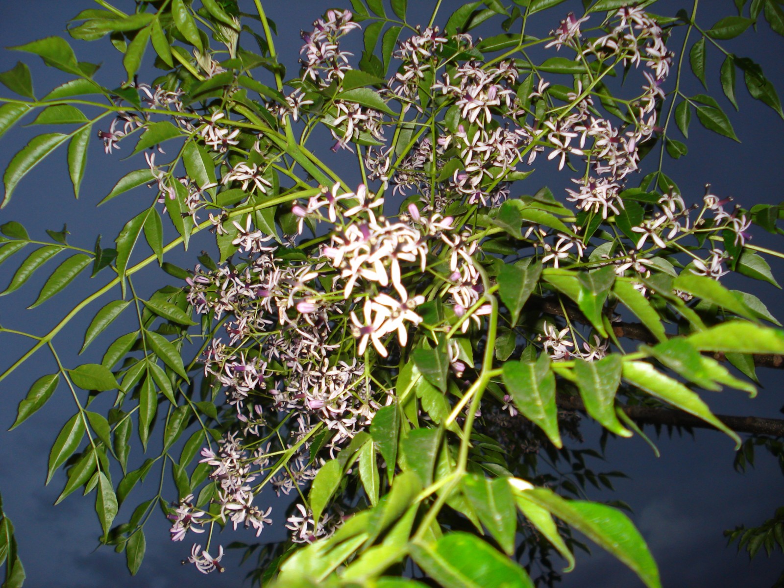 Canguçu em cores II: Cinamomo em Flor - Azadirachta indica A. Juss ...