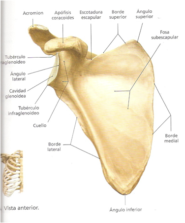 OSTEOLOGíA DE MIEMBRO SUPERIOR: ESCÁPULA
