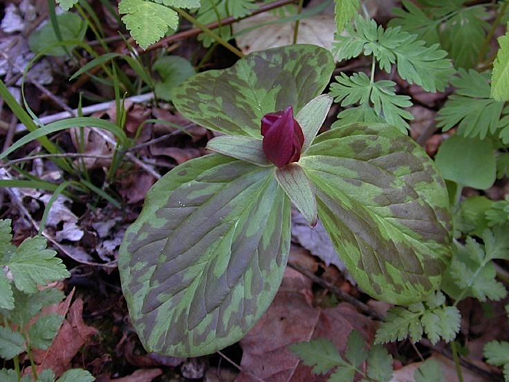Field Biology in Southeastern Ohio: Violets, Trilliums, and April ...