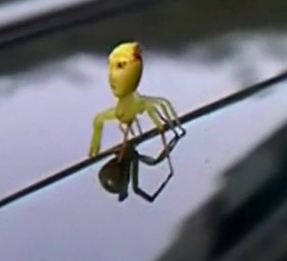 Dead Gray Alien Causes Sensation In Hong Kong, Spider With Human Like ...