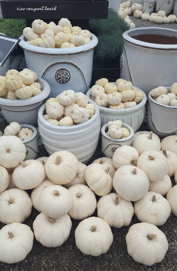 ciao! newport beach: november, a new start