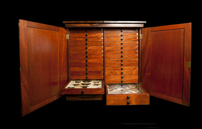 The Insect World: insect libris, insect cabinets