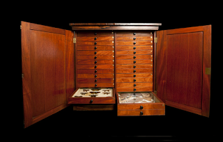 The Insect World: insect libris, insect cabinets