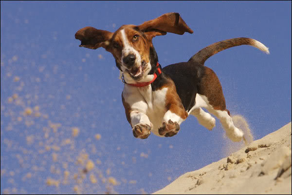 DICAS SUPER CÃO : Meu cachorro é agitado