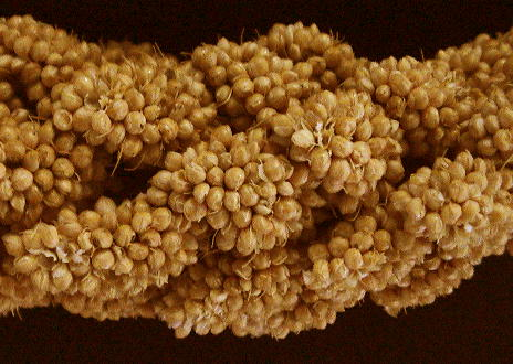 Instituto Rharomasy de Terapias Complementares: CEREAIS PARA CELÍACOS ...