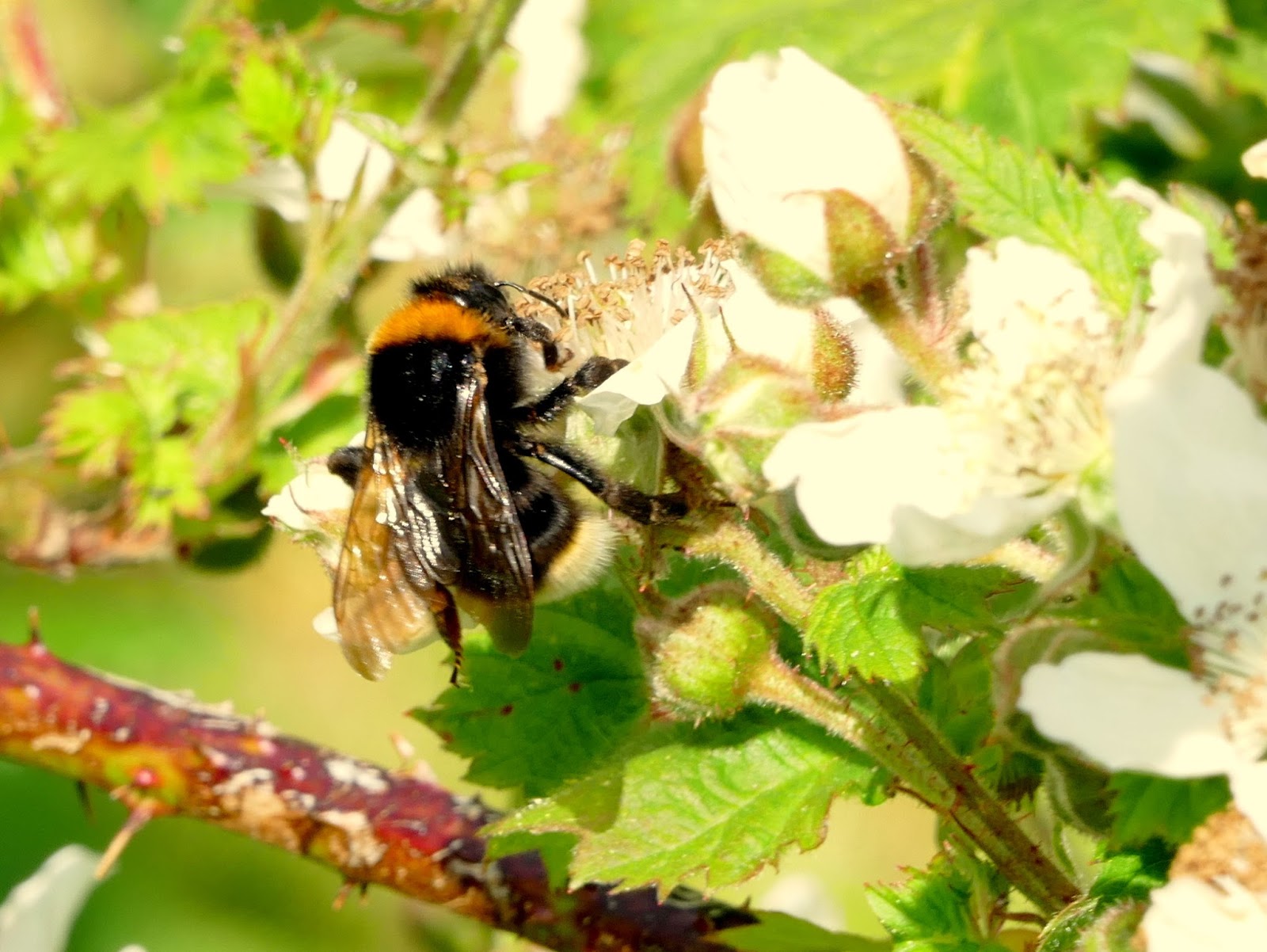 Peter Lovett's ramblings : Southern cuckoo bee, Bombus vestalis in ...