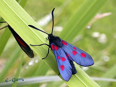 Escola de naturalistes: Les papallones