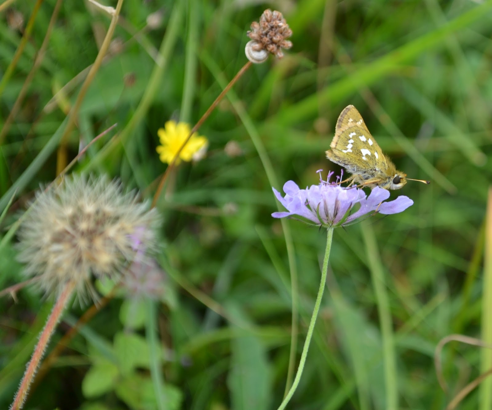Walks among Flowers: Oxfordshire: Chiltern Escarpment: Aston Rowant to ...