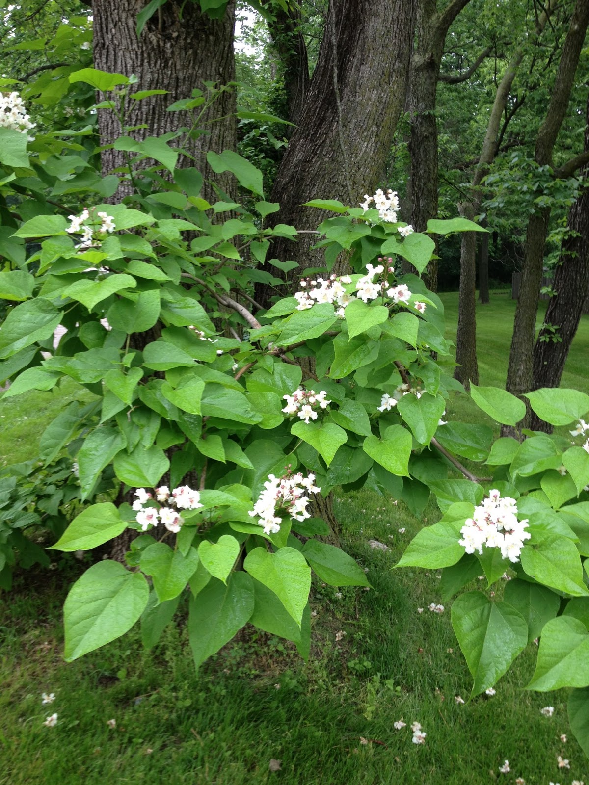 tin and sparkle: Capalta Tree