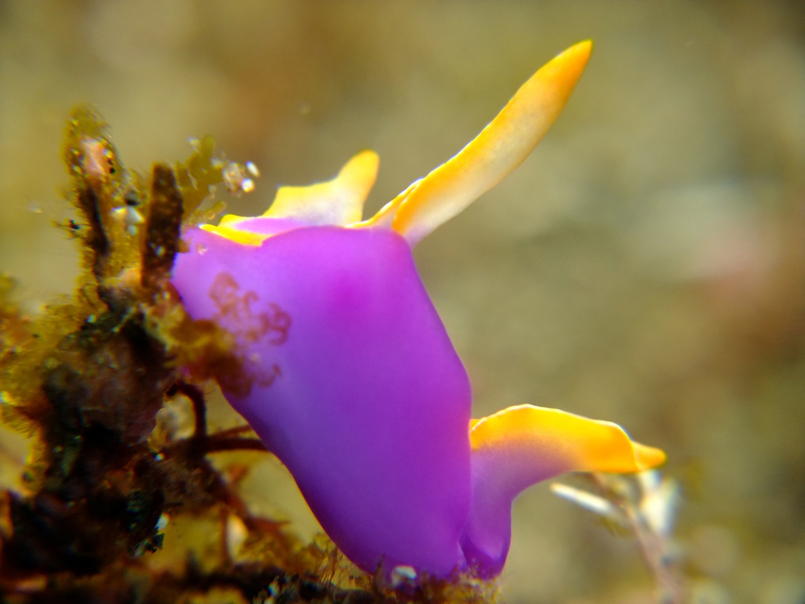 Real Monstrosities: Batwing Sea Slug