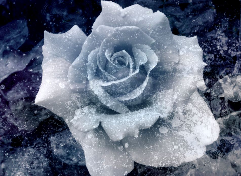 Ice Rose Wallpaper | Best Wallpapers HD Collection