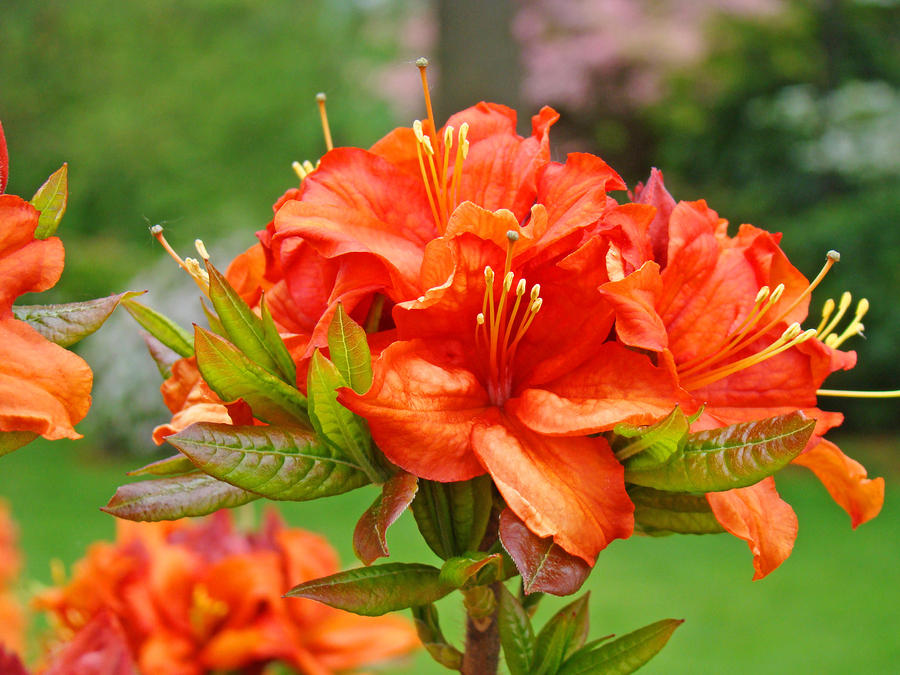 Flower Homes: Azalea Flowers