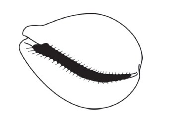 CRESCENT MOON AND STAR, CORNICELLO,CORNUCOPIA, COSMOGRAM and COWRIE ...