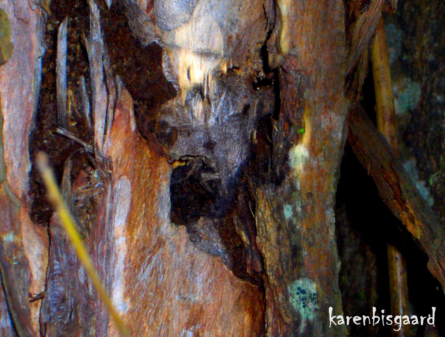 Karen`s Nature Photography: Close Up on Old Decaying Tree Trunk.