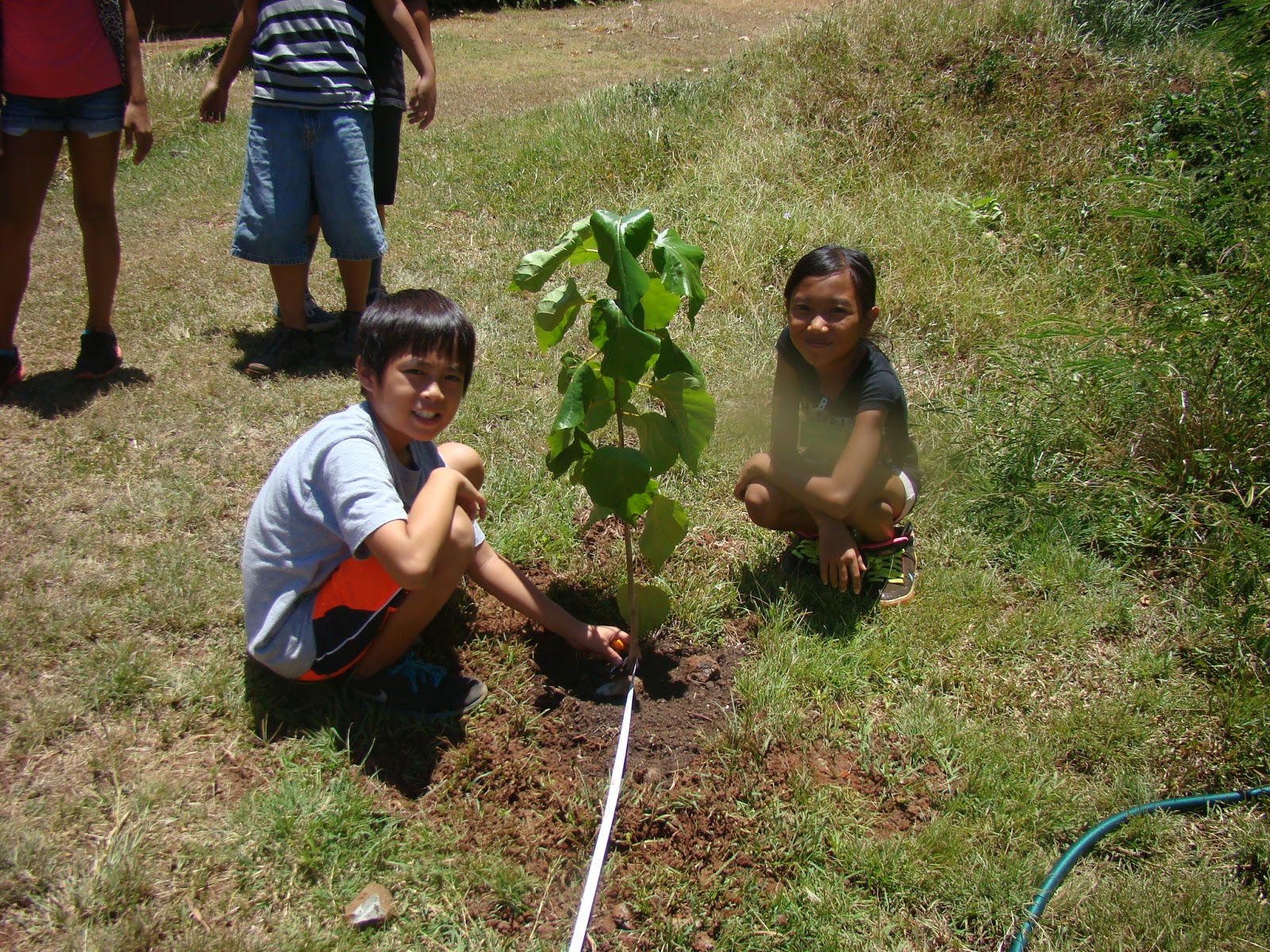 Room 8 `Ohana: Planting our Kou trees...