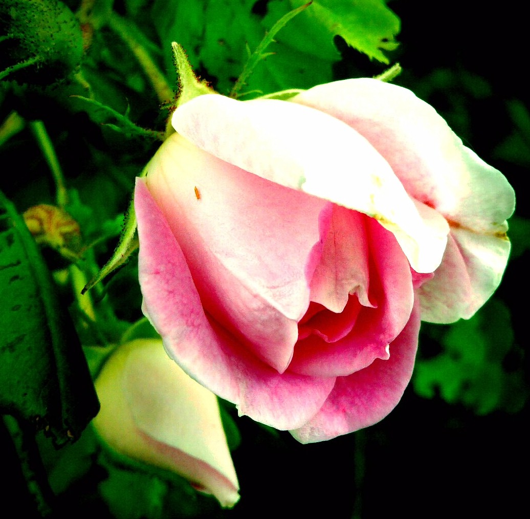 MarianneDowFoto Blog - Art Photography by Marianne Dow: Crawling Back ...