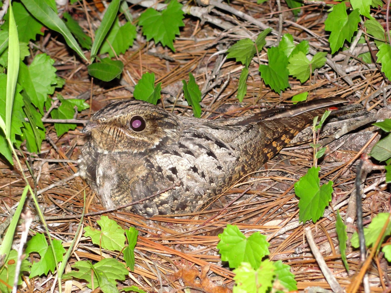 onward, westward: Nesting nocturnal birds