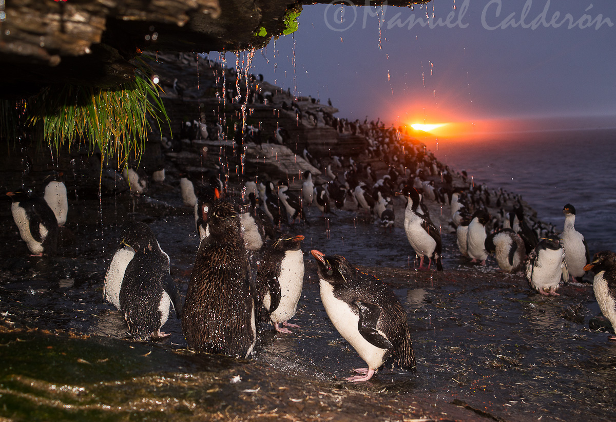 bionaturfoto: Malvinas, Tierra de Pingüinos
