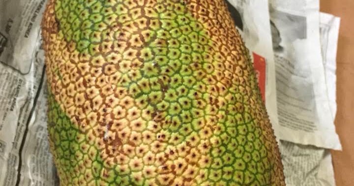 Buah Cempedak Di Luar Pagar