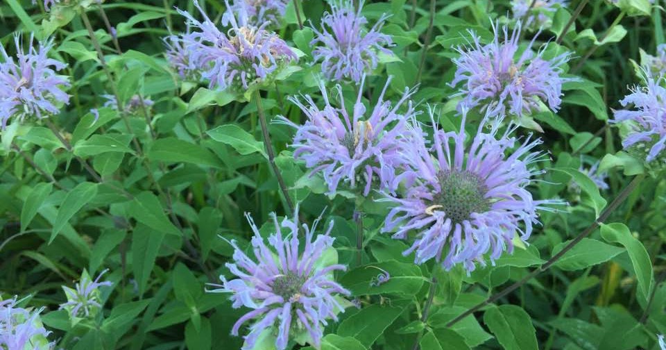 Terrierman's Daily Dose: Bee Balm