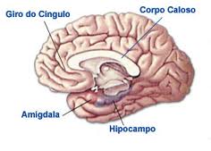 Artículos: COMO AYUDAR AL GIRO CINGULADO