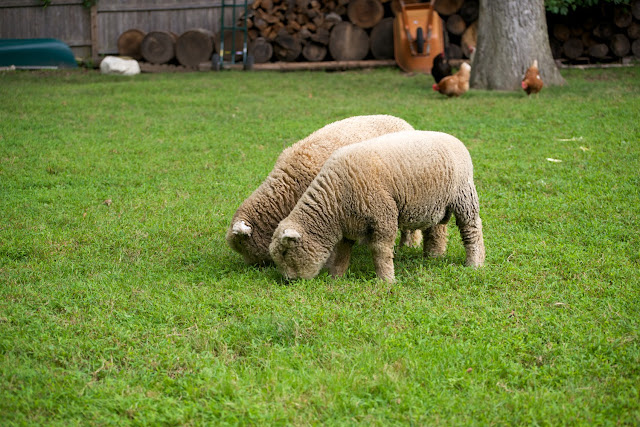 Photography in my Life: Bah Bah Westport Sheep