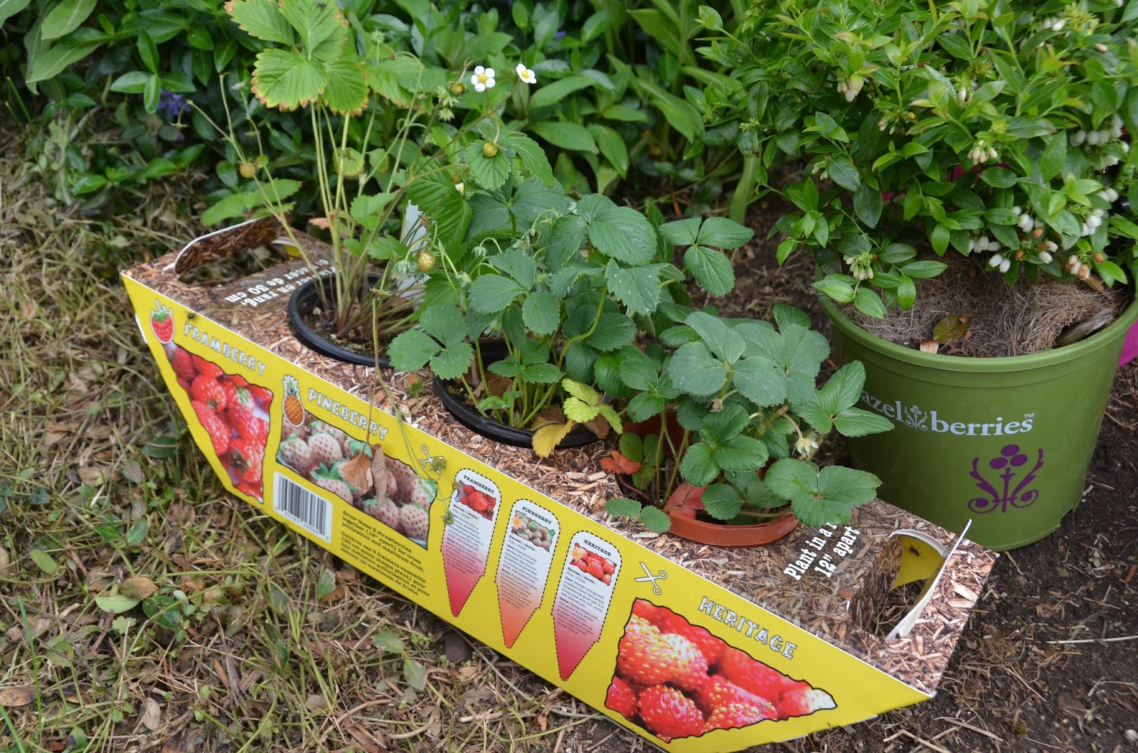 My Suburban Micro-Farm