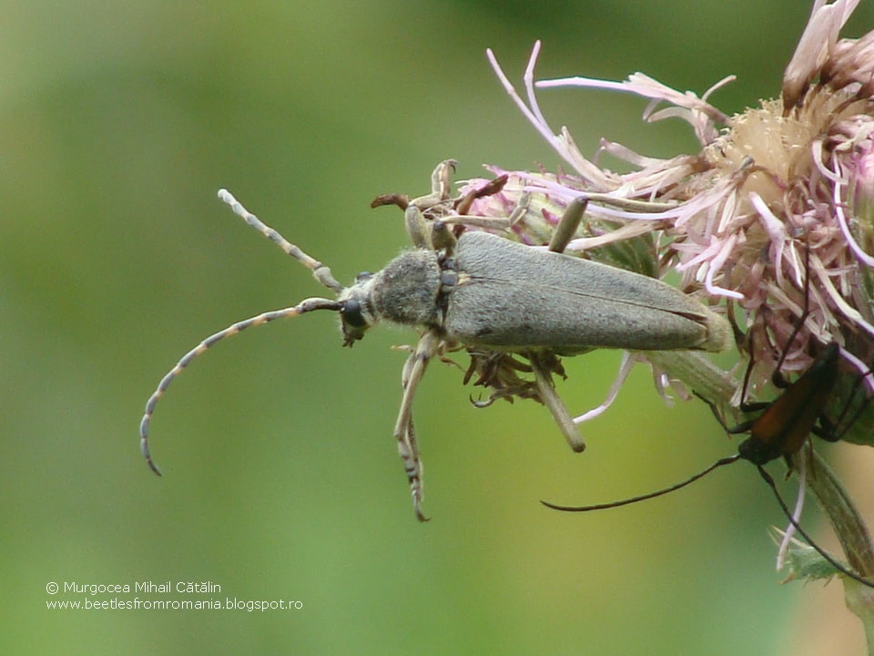 Beetles from Romania: 2016