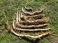 Wild Harvests: Cattails