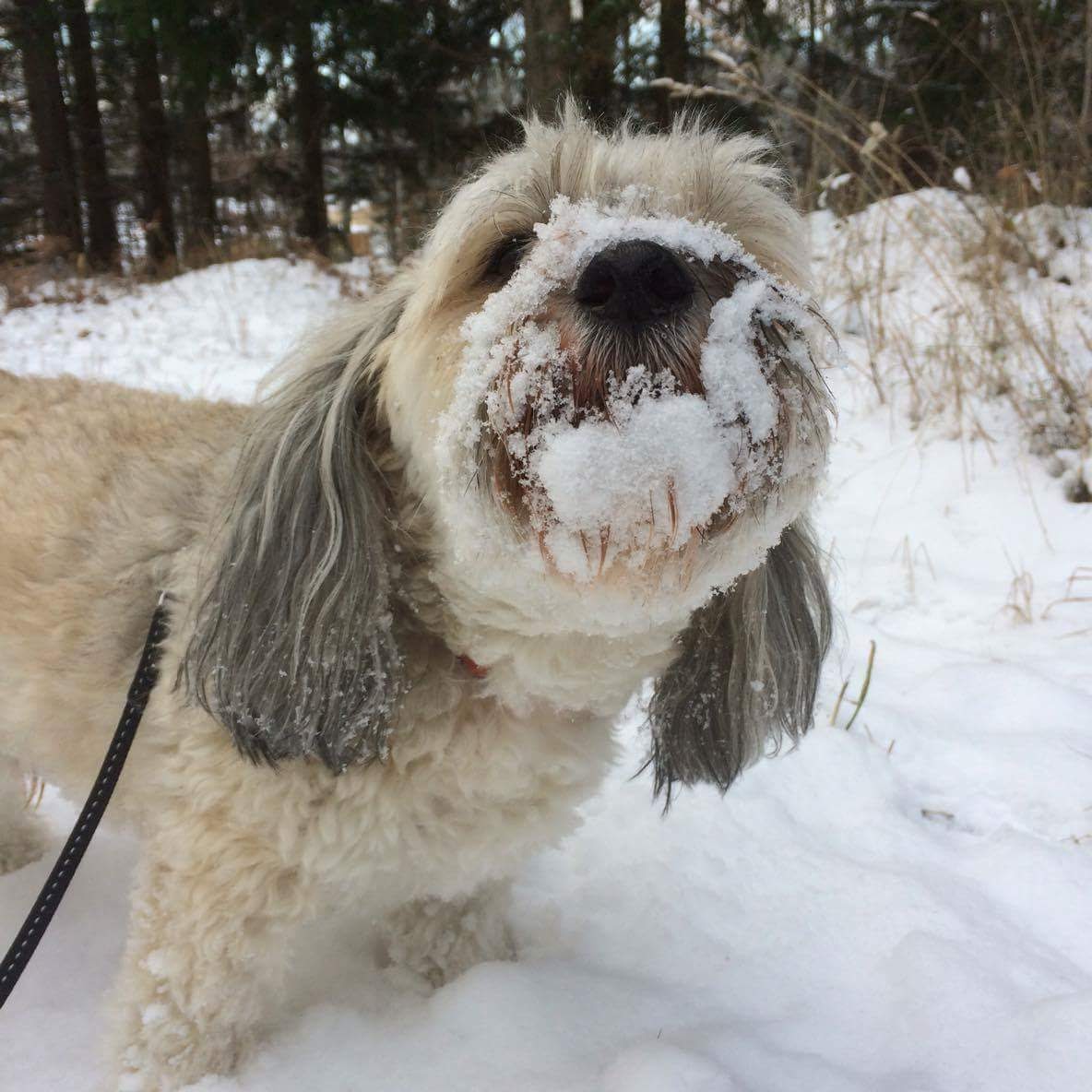 Blommor, en massa virka/sticka och min lilla hund