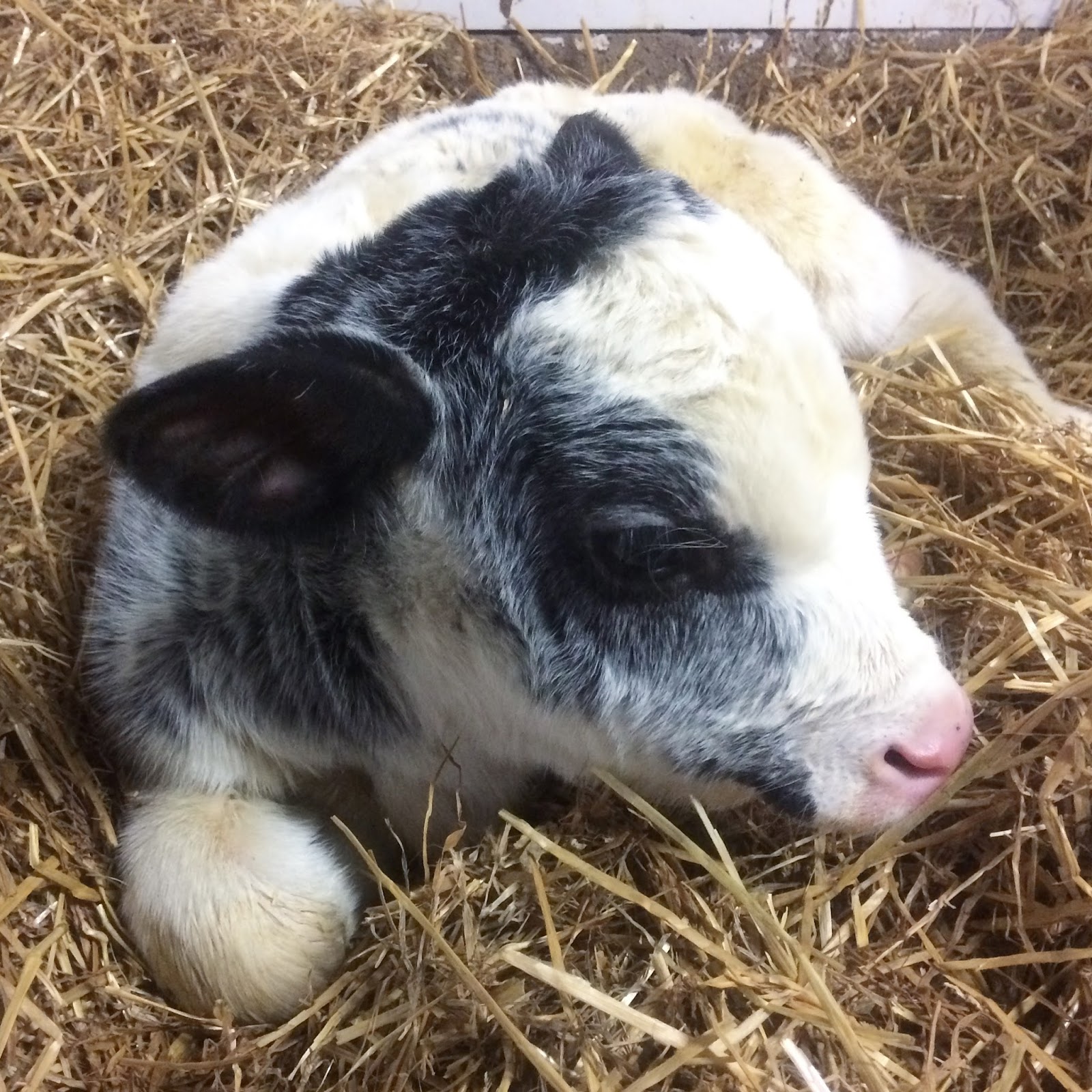 Blue Roan Shorthorn Cattle
