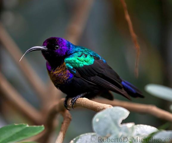 amazing top 10: Top 10 most beautiful birds in the world