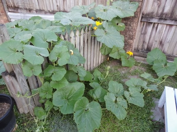 Growing and hand pollinating pumpkins | down to earth