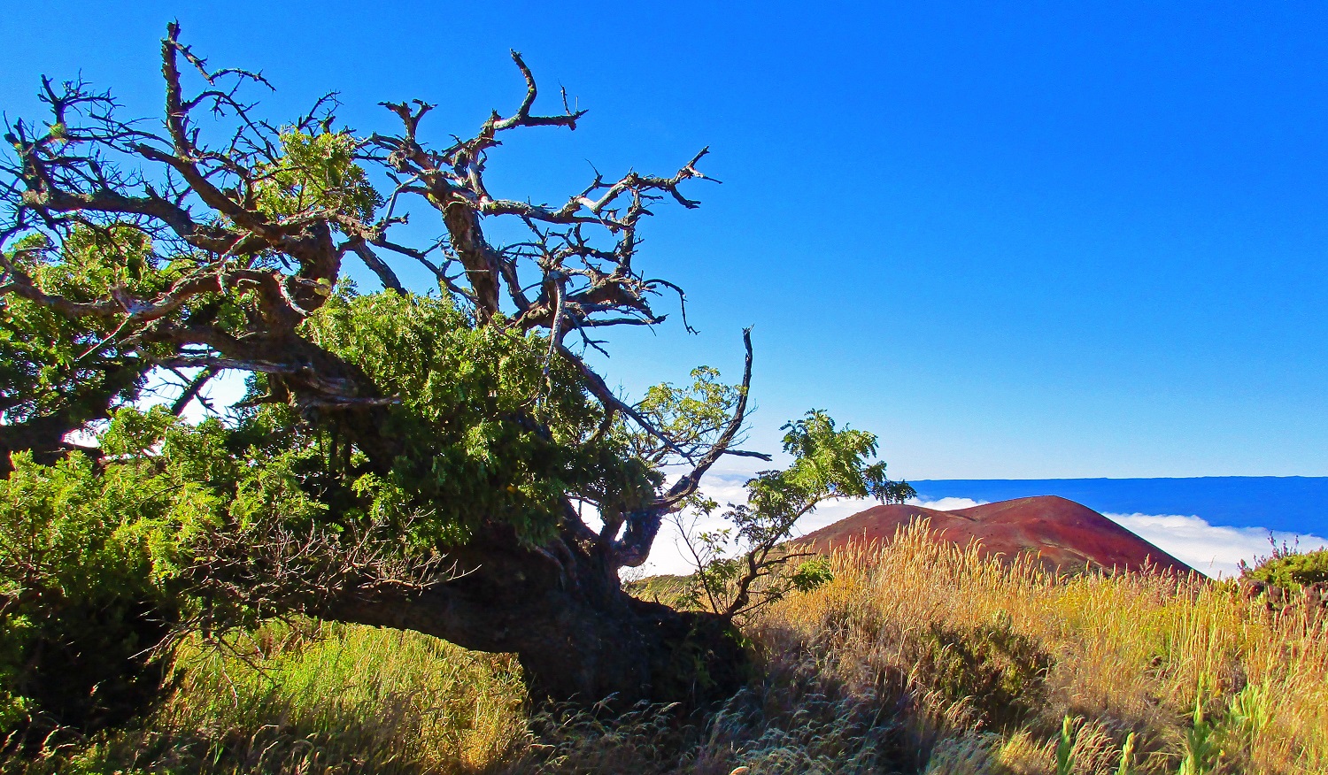 Heart and Sole: 9000 feet on Mauna Kea - Red Hill and the realm of the ...