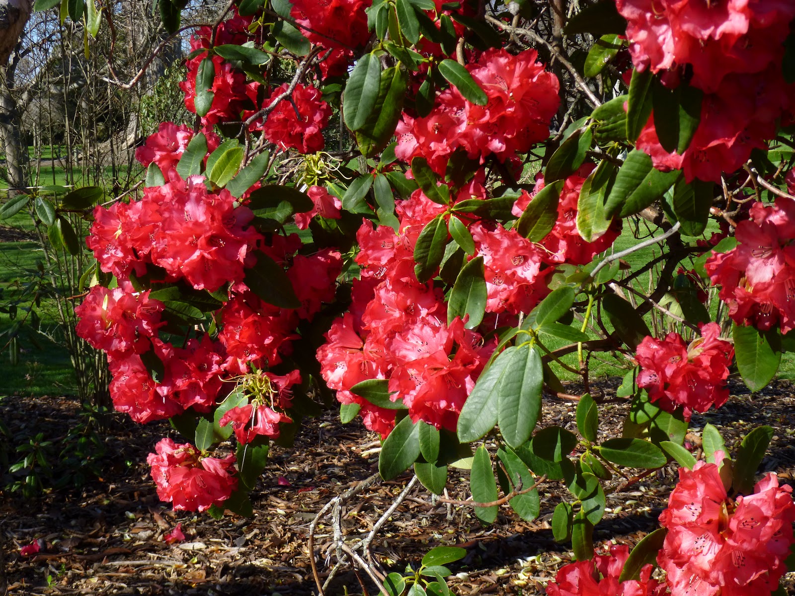 Our New Zealand Adventures: SPRING TIME IN NEW ZEALAND