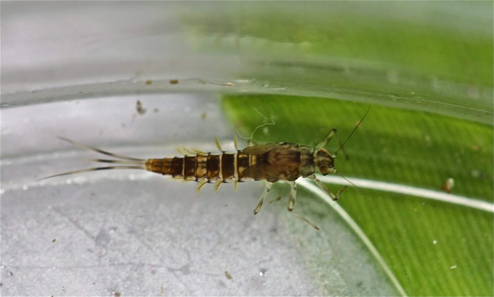 Aquatic Insects of Central Virginia: The Small Minnow Mayfly: Genus ...