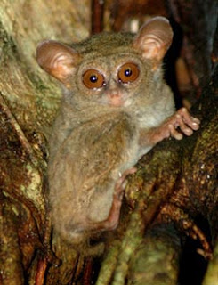 Tarsius wallacei | BIOLOGIPEDIA