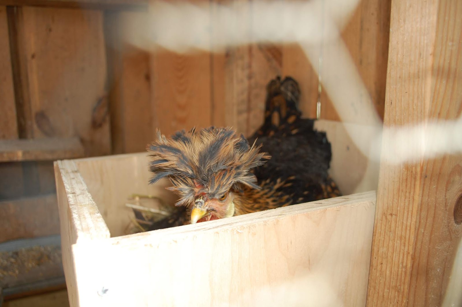 Life on the Homestead: Russian Pavlovskaya Chickens