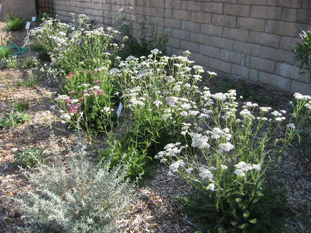 Mother Nature's Backyard - A Water-wise Garden: Plant of the Month ...