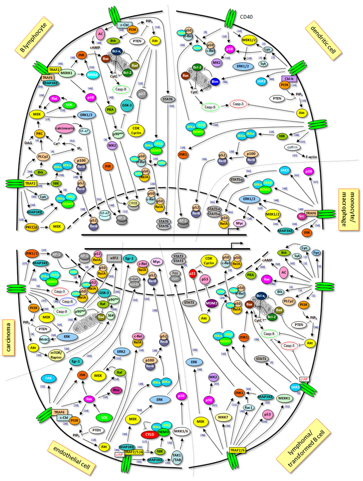 Signaling Pathway: Pathway map