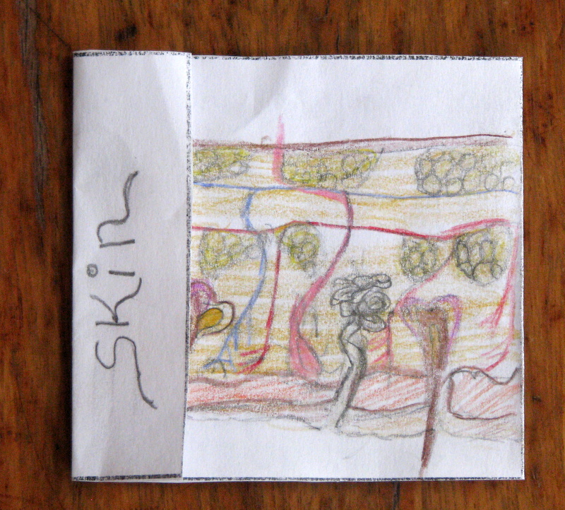 School Days Scrapbook: Human Body Study - Skin